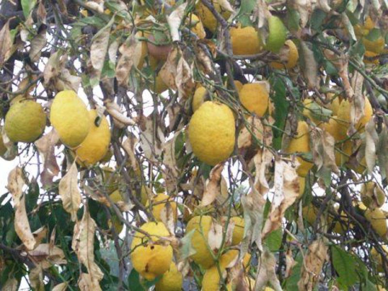 L’AGONIA DEGLI AGRUMETI – Ambiente Sul Web
